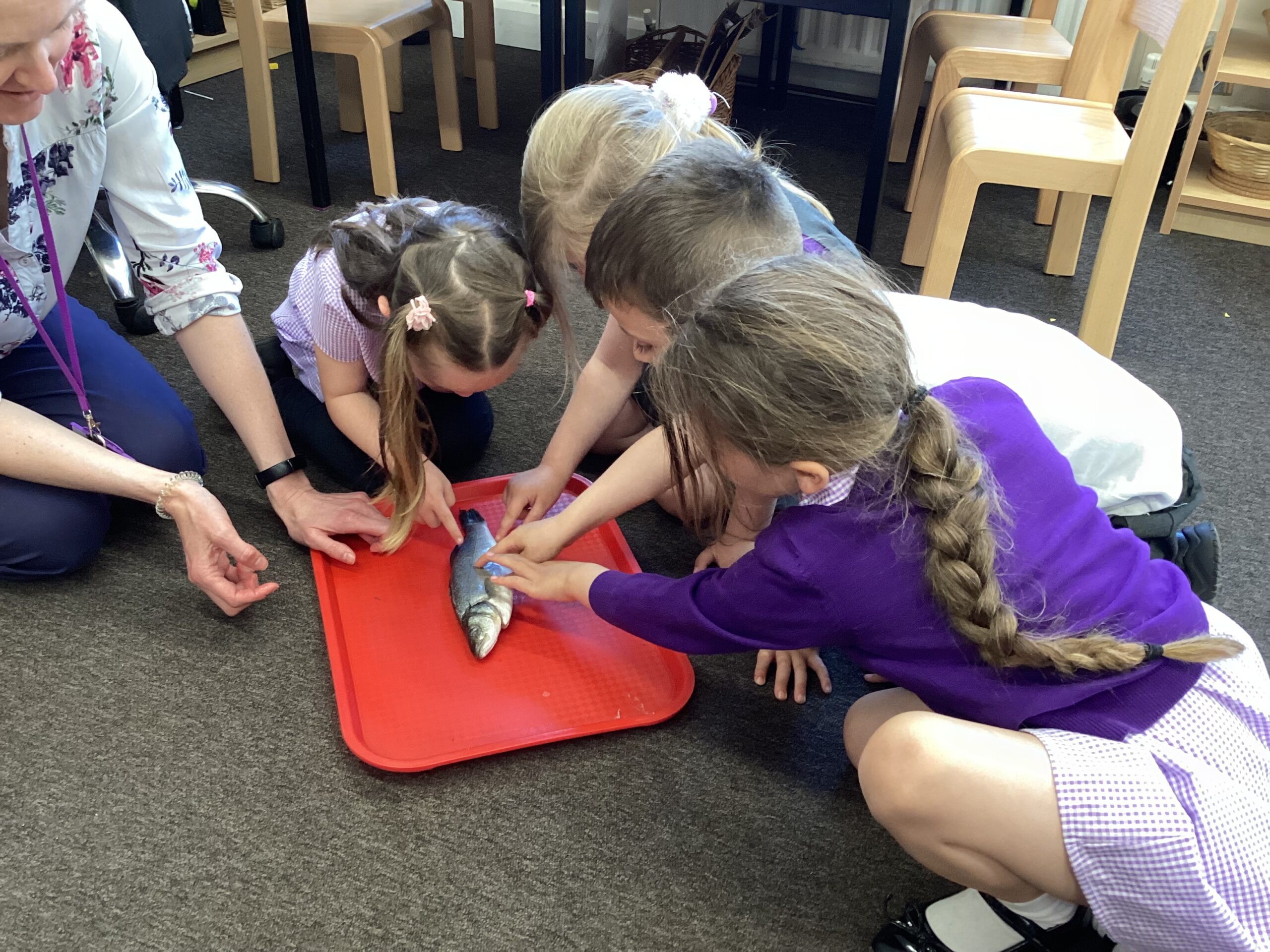 Hedgehogs – Newton Tony